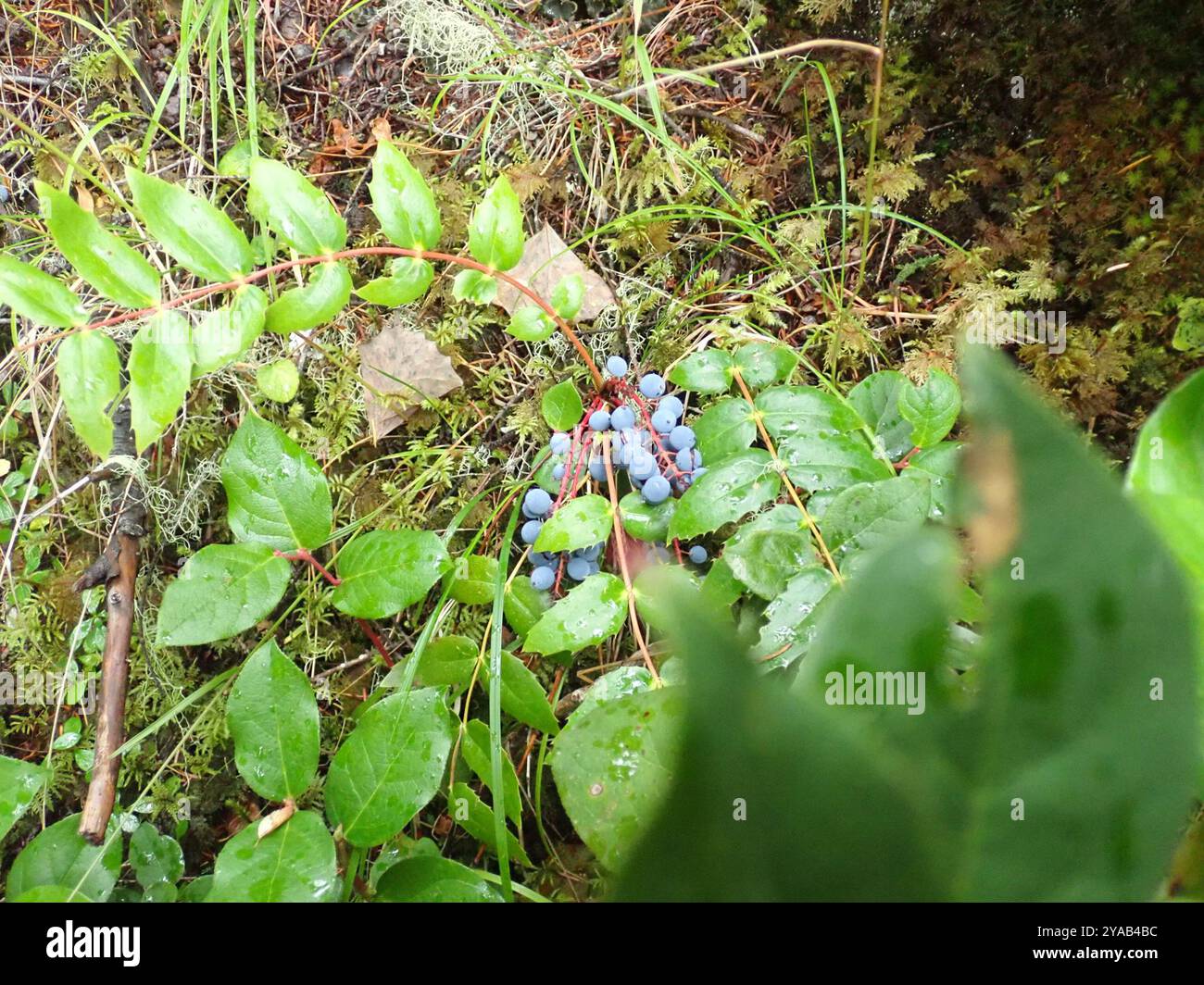 Cascade Oregon-grape (Berberis nervosa) Plantae Stock Photo - Alamy