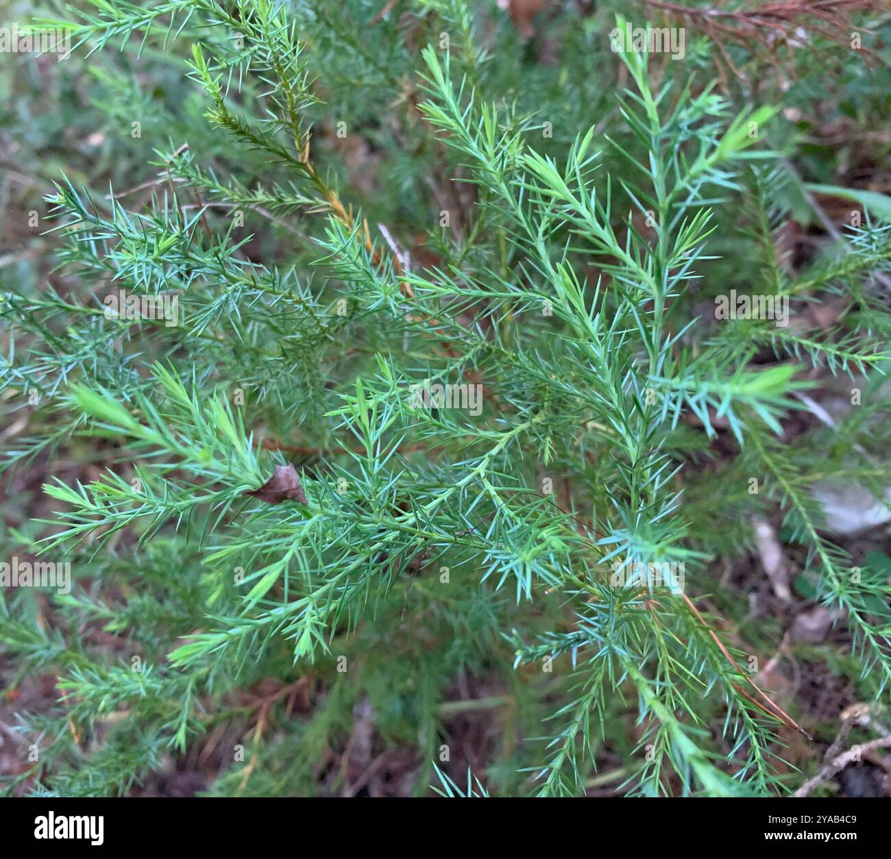 Southern Redcedar (Juniperus virginiana silicicola) Plantae Stock Photo ...
