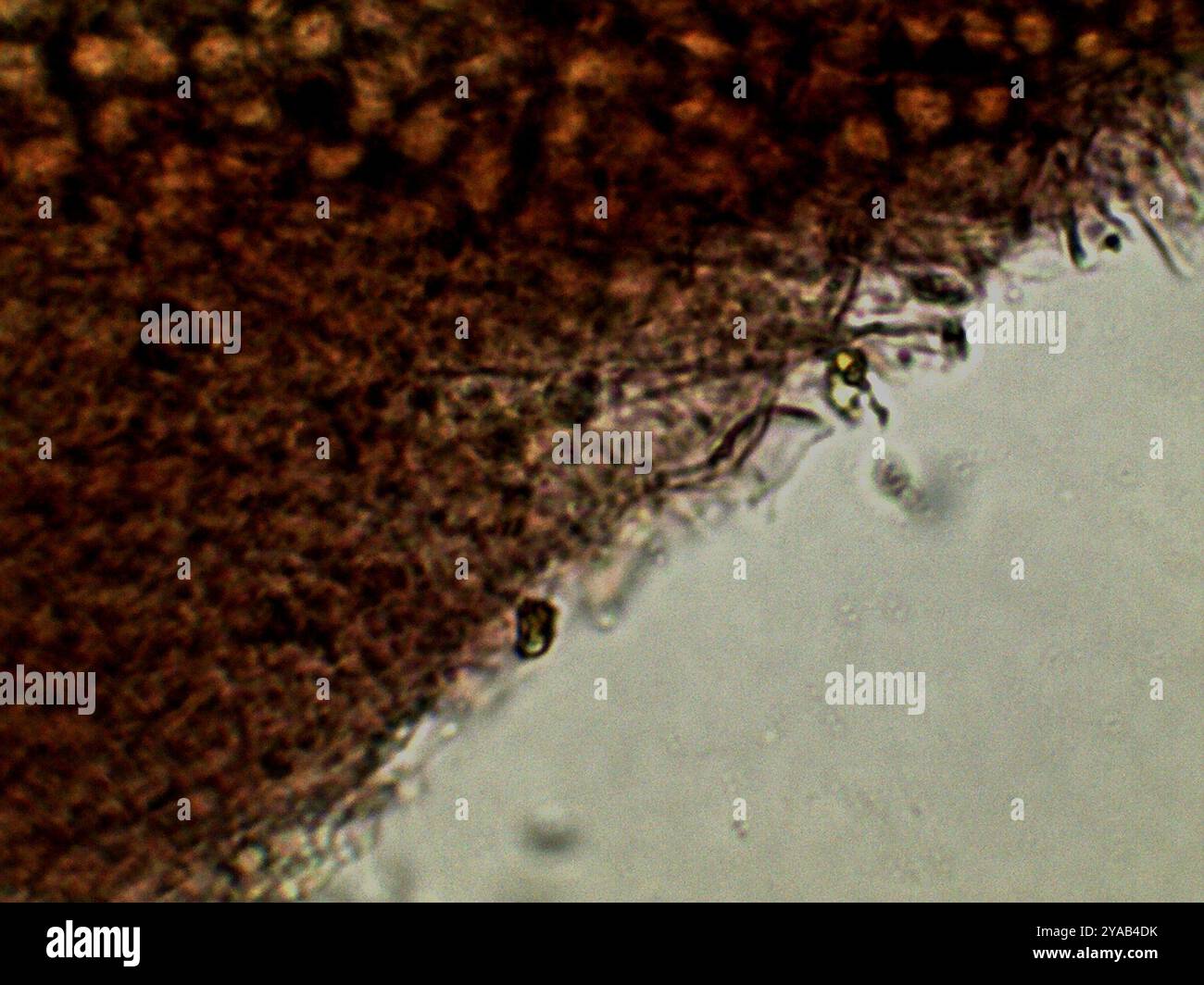 Snapping Bonnet (Mycena vitilis) Fungi Stock Photo - Alamy