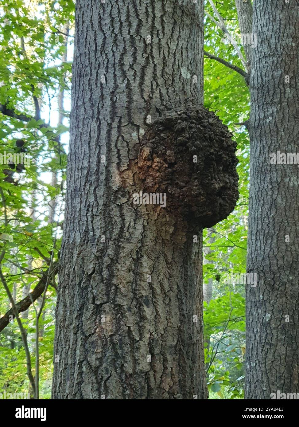 Corky bark disease (Diplodia tumefaciens) Fungi Stock Photo - Alamy
