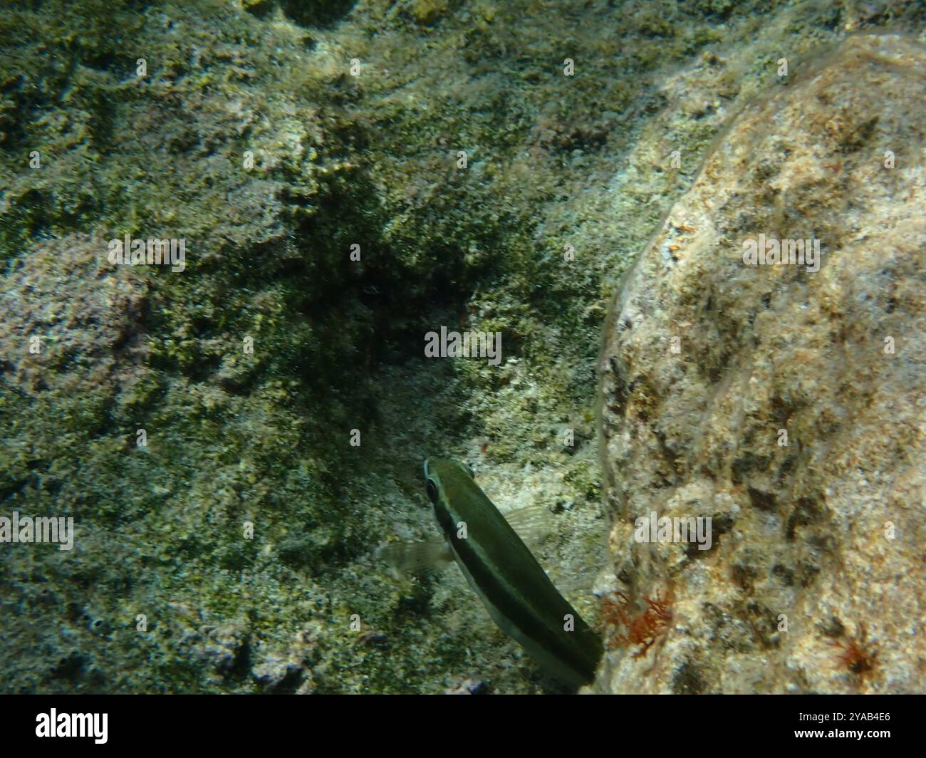 Dusky Spinefoot (Siganus luridus) Actinopterygii Stock Photo - Alamy