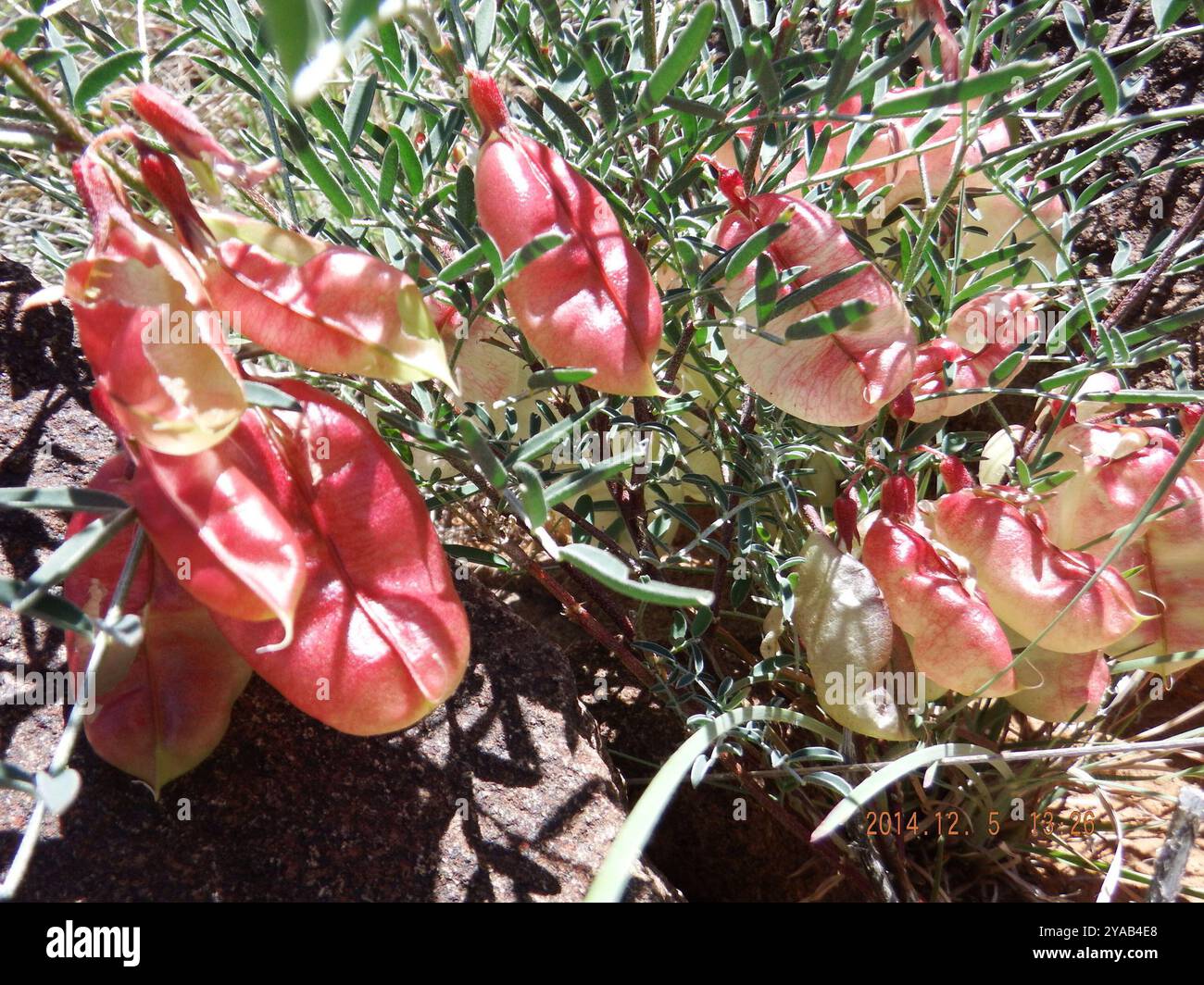 cancer bush (Lessertia frutescens) Plantae Stock Photo - Alamy