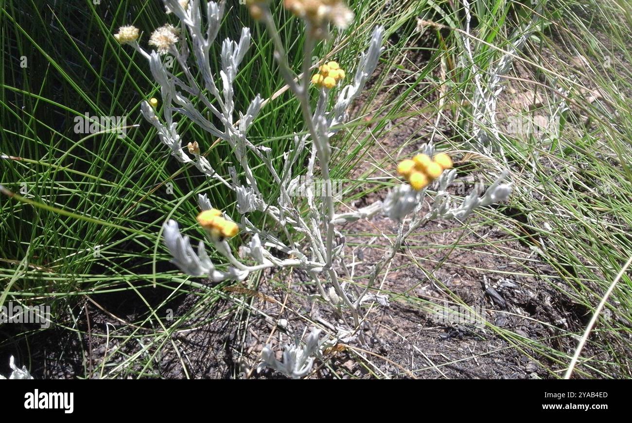 Golden Everlasting (Helichrysum aureonitens) Plantae Stock Photo - Alamy