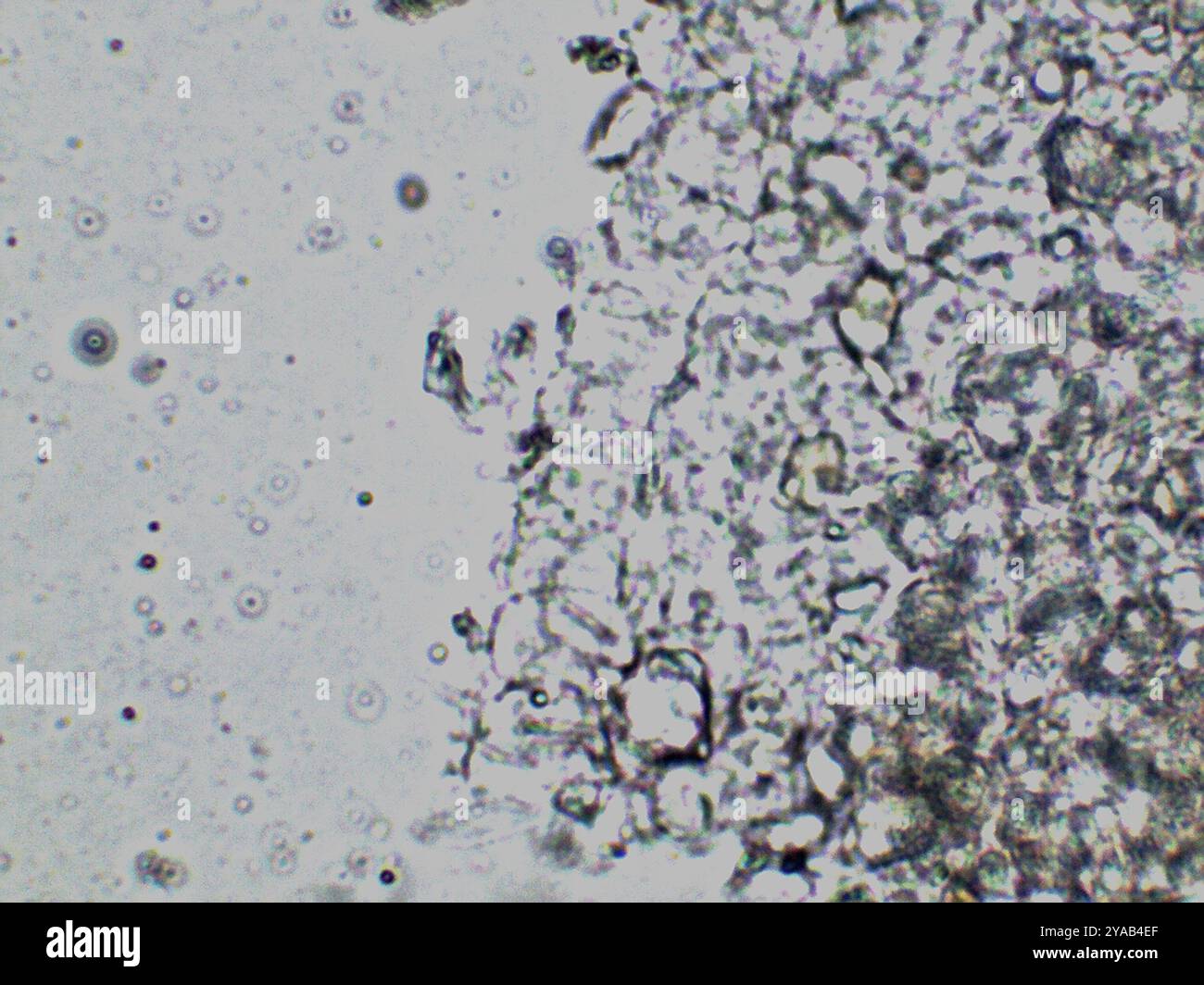 Snapping Bonnet (Mycena vitilis) Fungi Stock Photo - Alamy