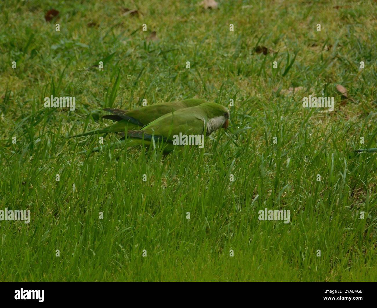 Monk Parakeet (Myiopsitta monachus) Aves Stock Photo - Alamy