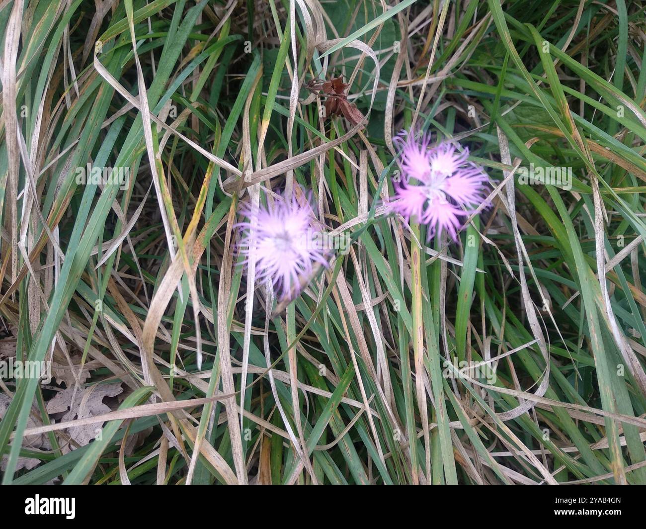 Fringed Pink (Dianthus hyssopifolius) Plantae Stock Photo - Alamy