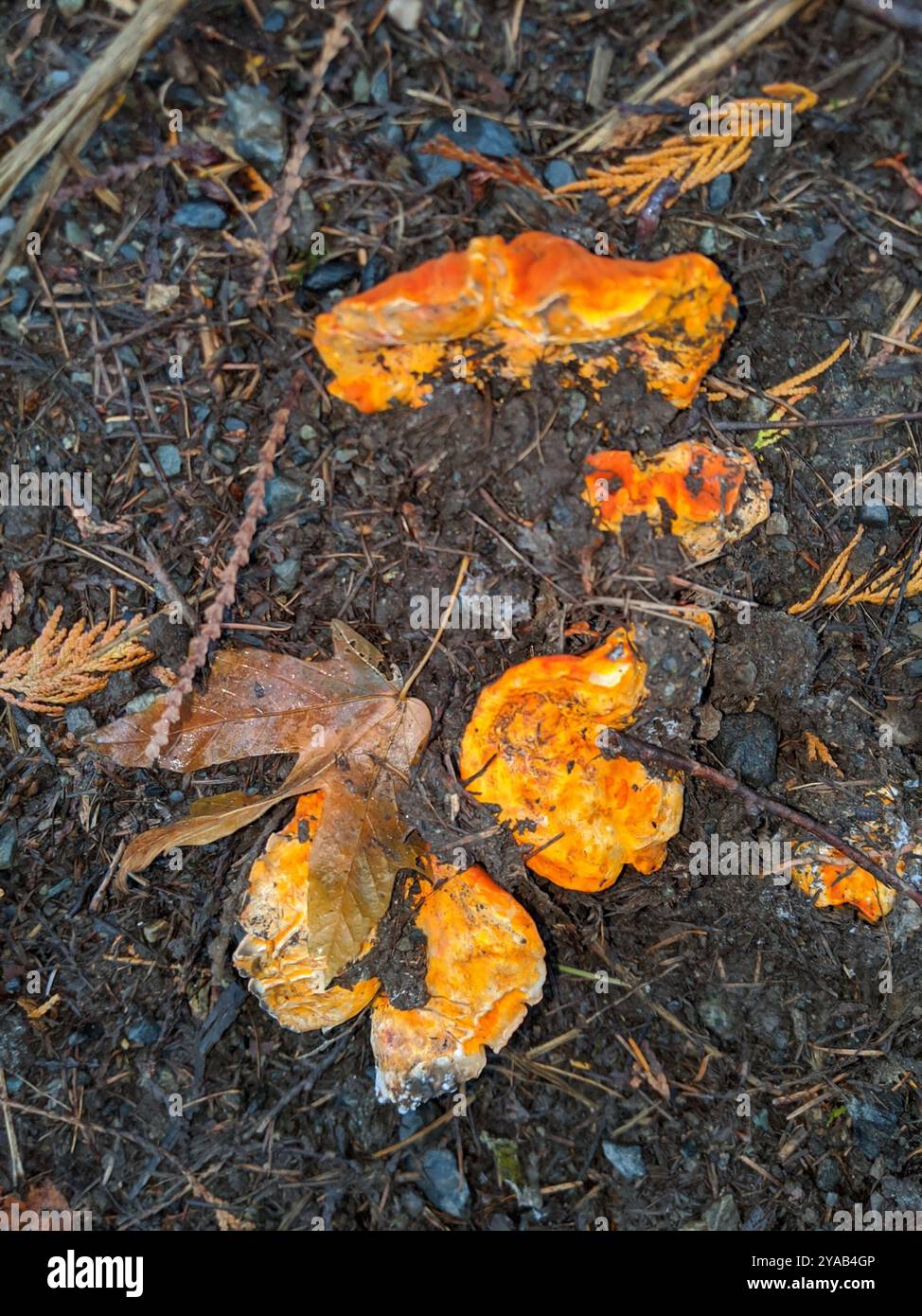 lobster mushroom (Hypomyces lactifluorum) Fungi Stock Photo - Alamy