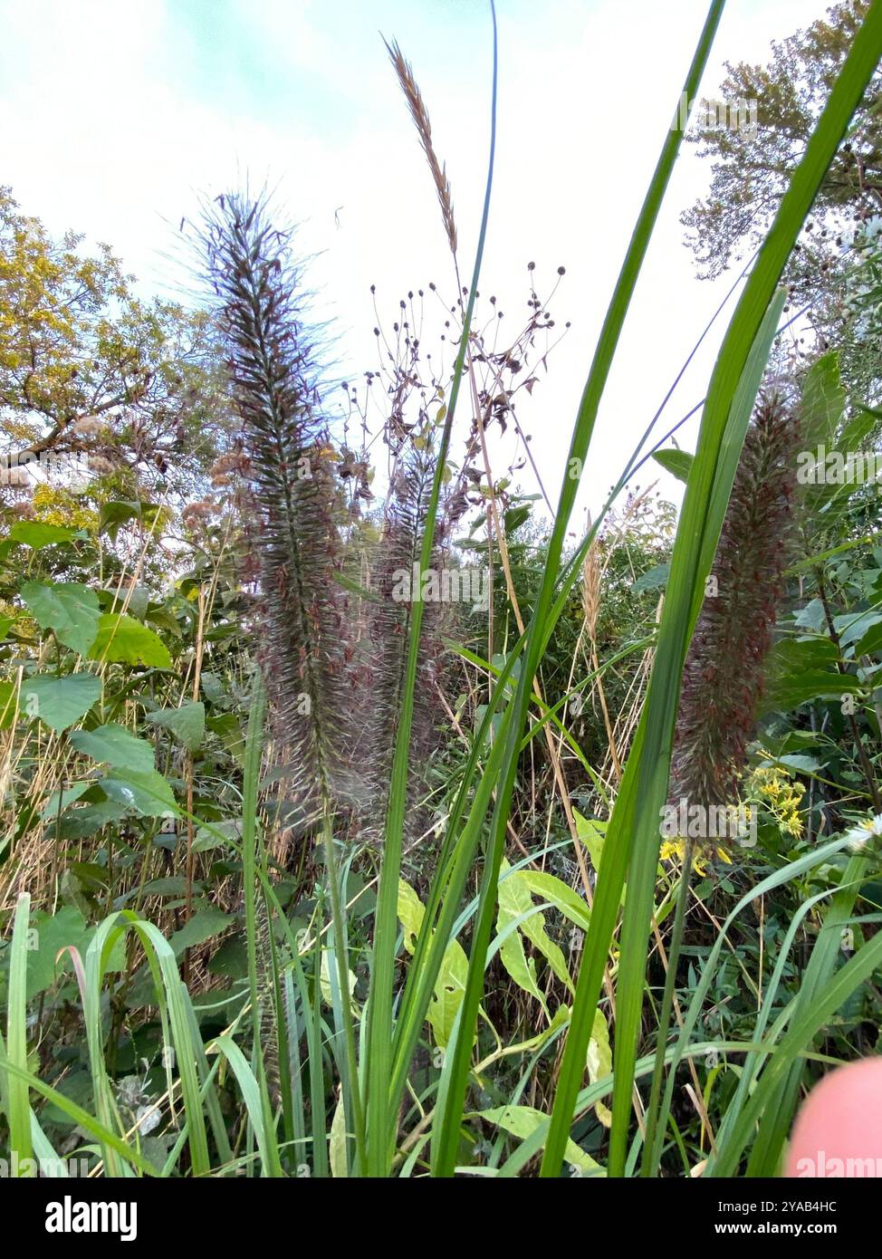 bristlegrasses, rosette grasses, barnyard grasses, and allies (Paniceae ...