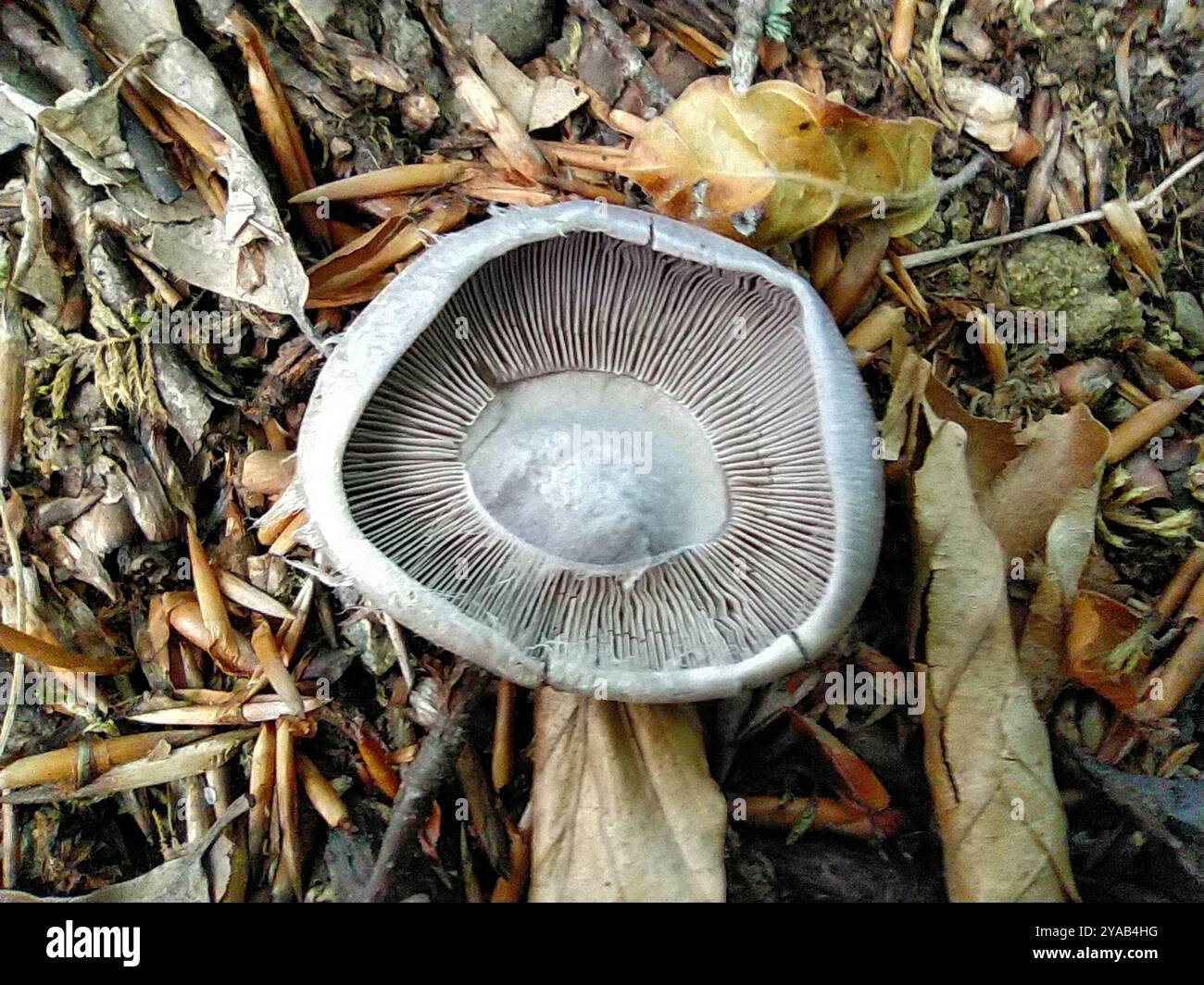 Webcaps (Cortinarius) Fungi Stock Photo - Alamy