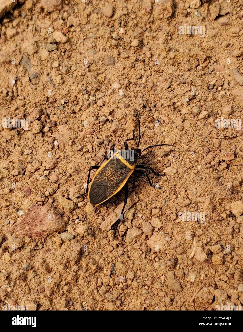 California Bordered Plant Bug (Largus californicus) Insecta Stock Photo ...