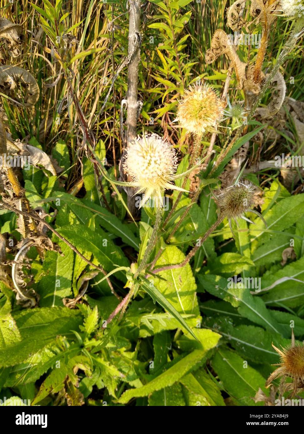 cutleaf teasel (Dipsacus laciniatus) Plantae Stock Photo - Alamy