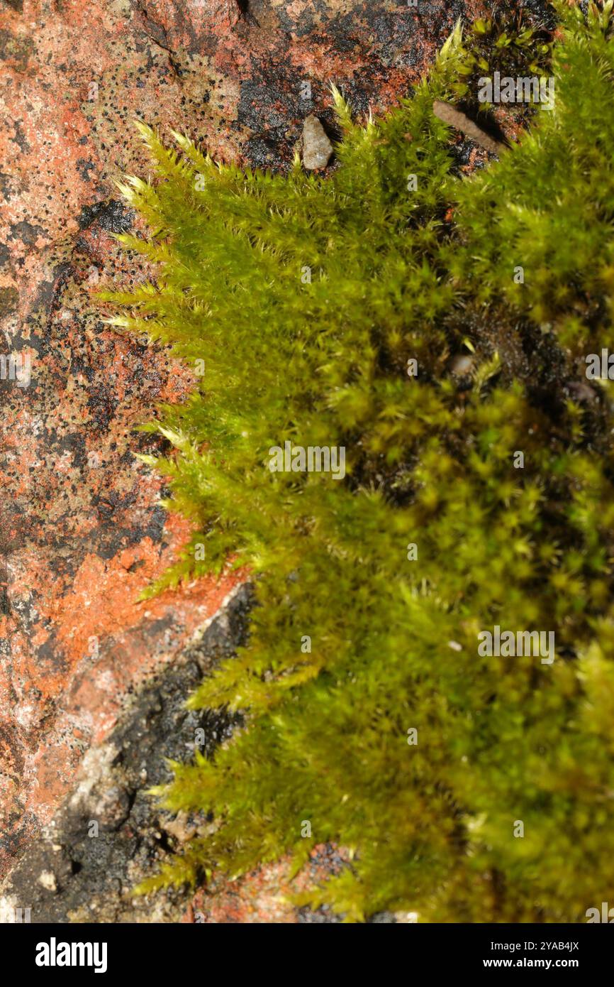 Silky Wall Feather-moss (Homalothecium sericeum) Plantae Stock Photo ...