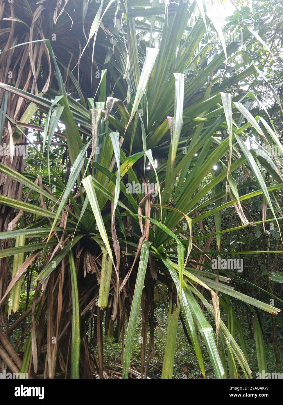 thatch screwpine (Pandanus tectorius) Plantae Stock Photo - Alamy