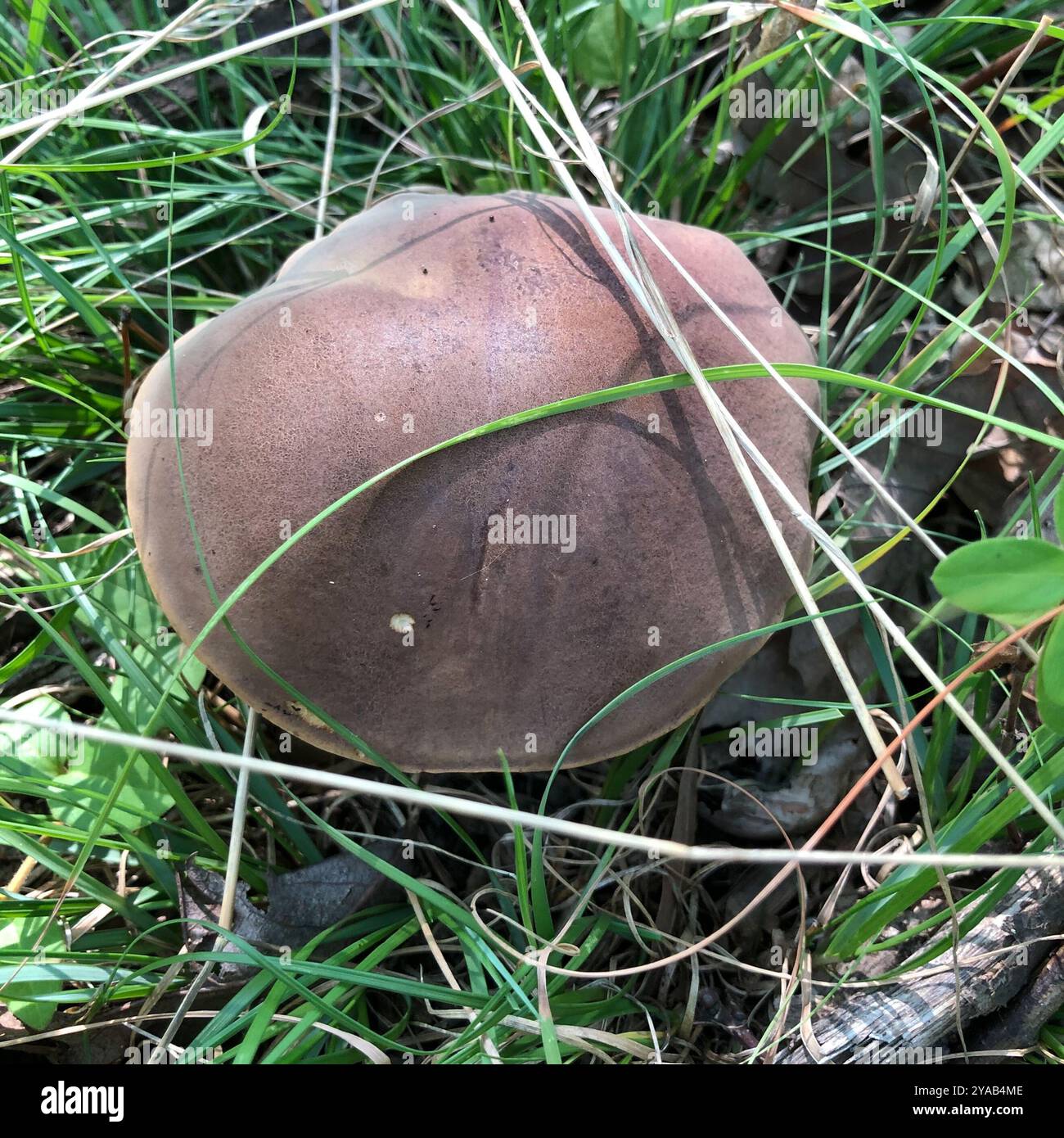 boletes (Boletaceae) Fungi Stock Photo - Alamy