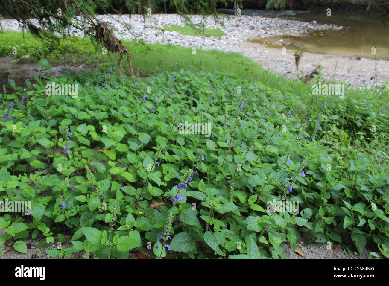 bitter Mexican sage (Salvia amarissima) Plantae Stock Photo - Alamy