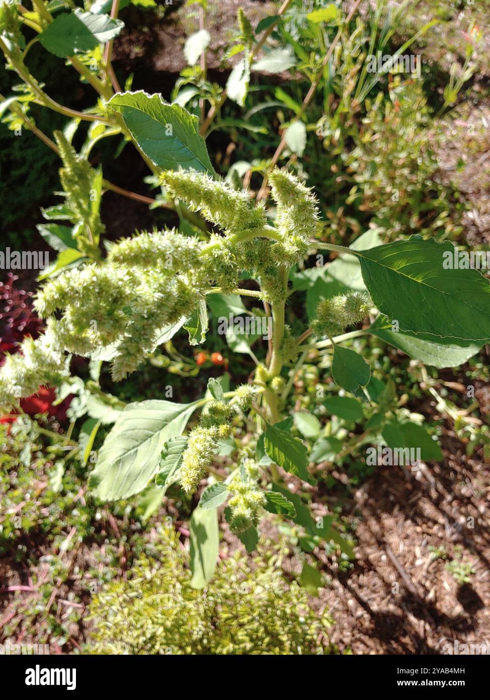 Redroot Amaranth (Amaranthus retroflexus) Plantae Stock Photo - Alamy