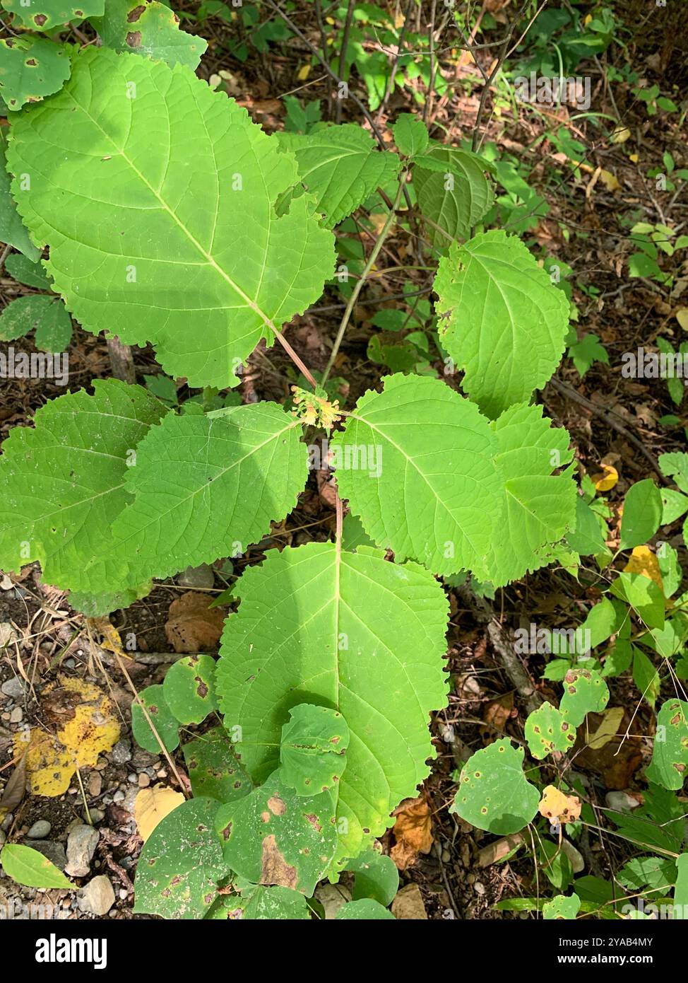 citronella horse balm (Collinsonia canadensis) Plantae Stock Photo - Alamy