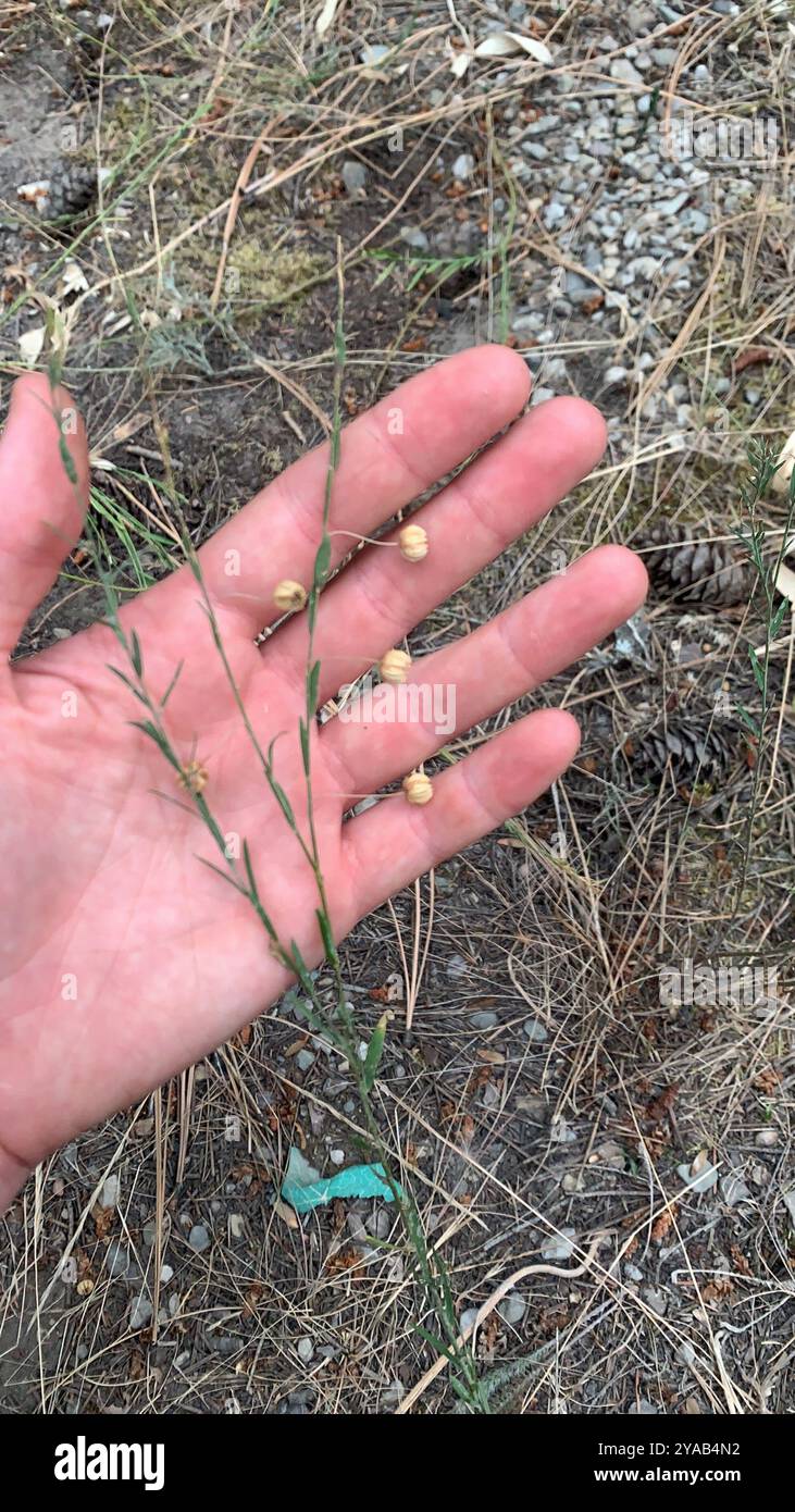 Lewis flax (Linum lewisii) Plantae Stock Photo - Alamy