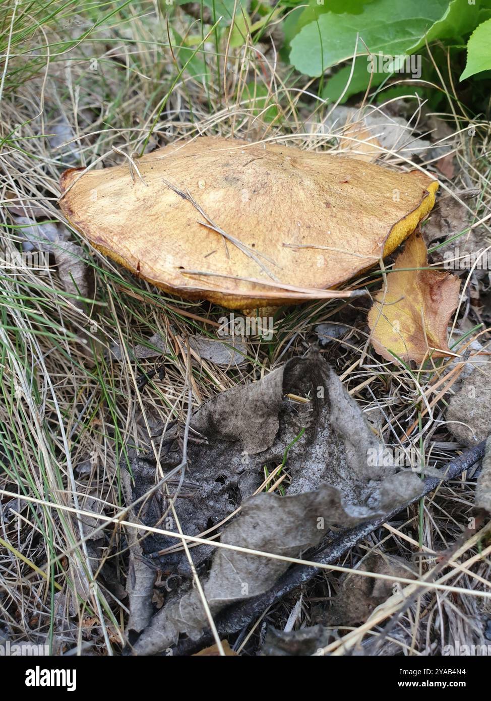 Slippery Jacks (Suillus) Fungi Stock Photo - Alamy