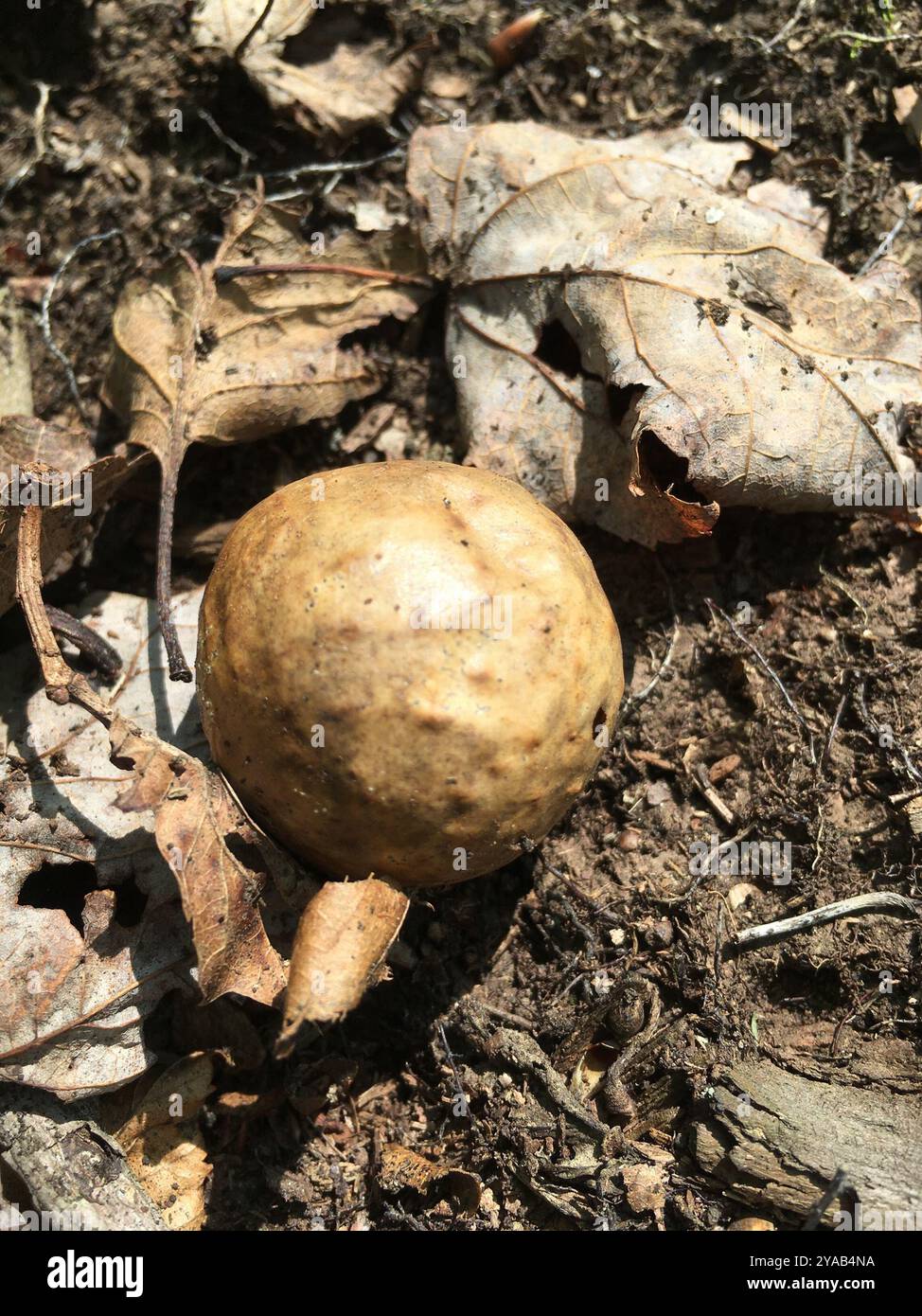 Spongy Oak Apple Gall Wasp (Amphibolips confluenta) Insecta Stock Photo ...