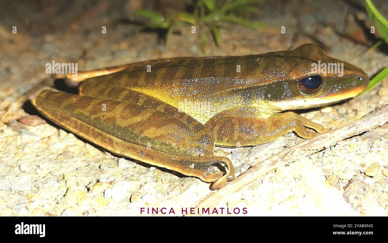 Basin Tree Frog (Boana lanciformis) Amphibia Stock Photo - Alamy