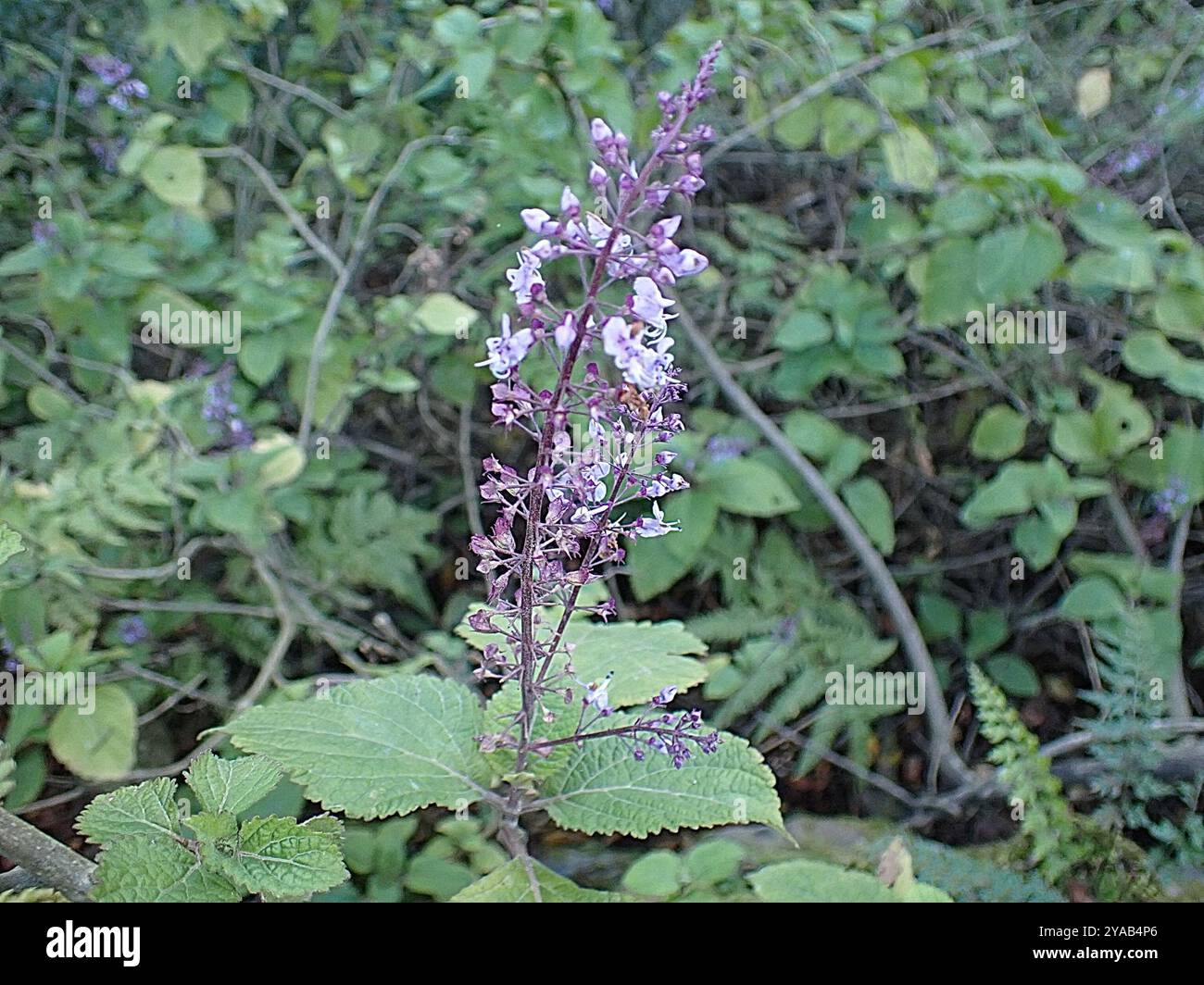 pink fly bush (Plectranthus fruticosus) Plantae Stock Photo - Alamy