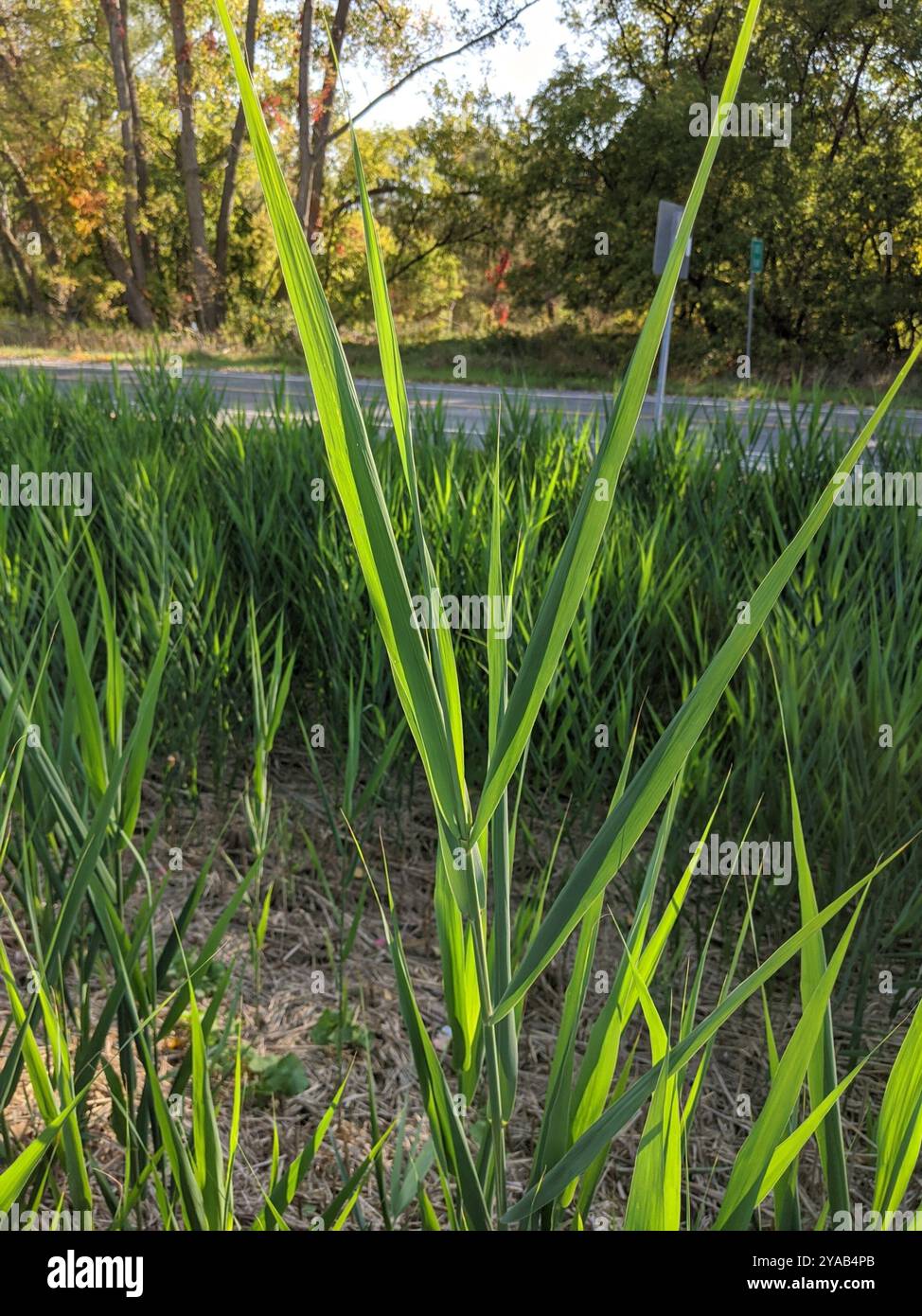 grasses (Poaceae) Plantae Stock Photo - Alamy