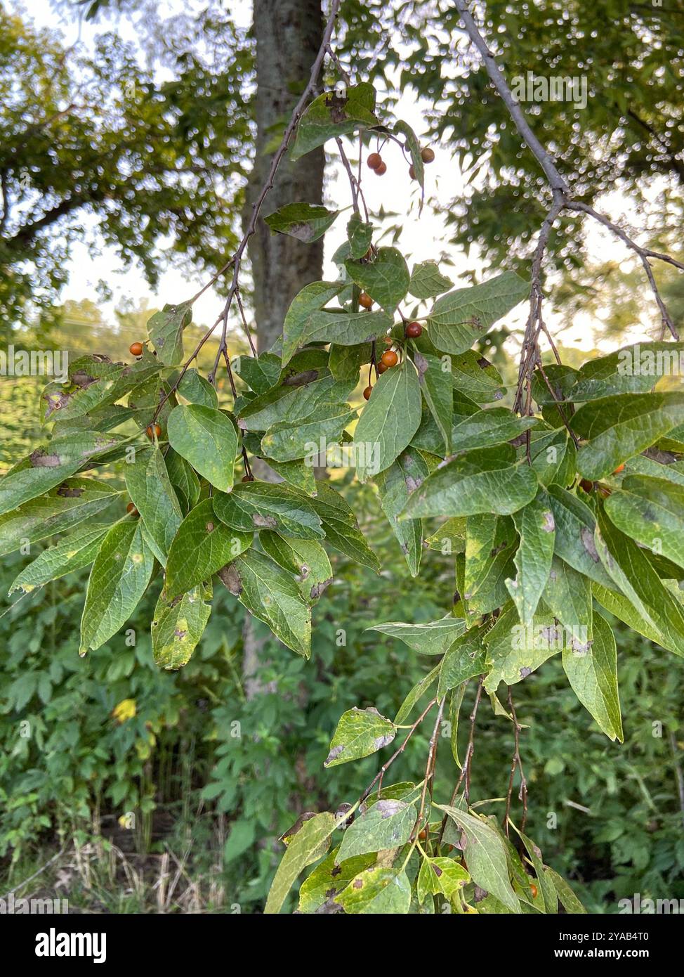 sugar hackberry (Celtis laevigata) Plantae Stock Photo - Alamy