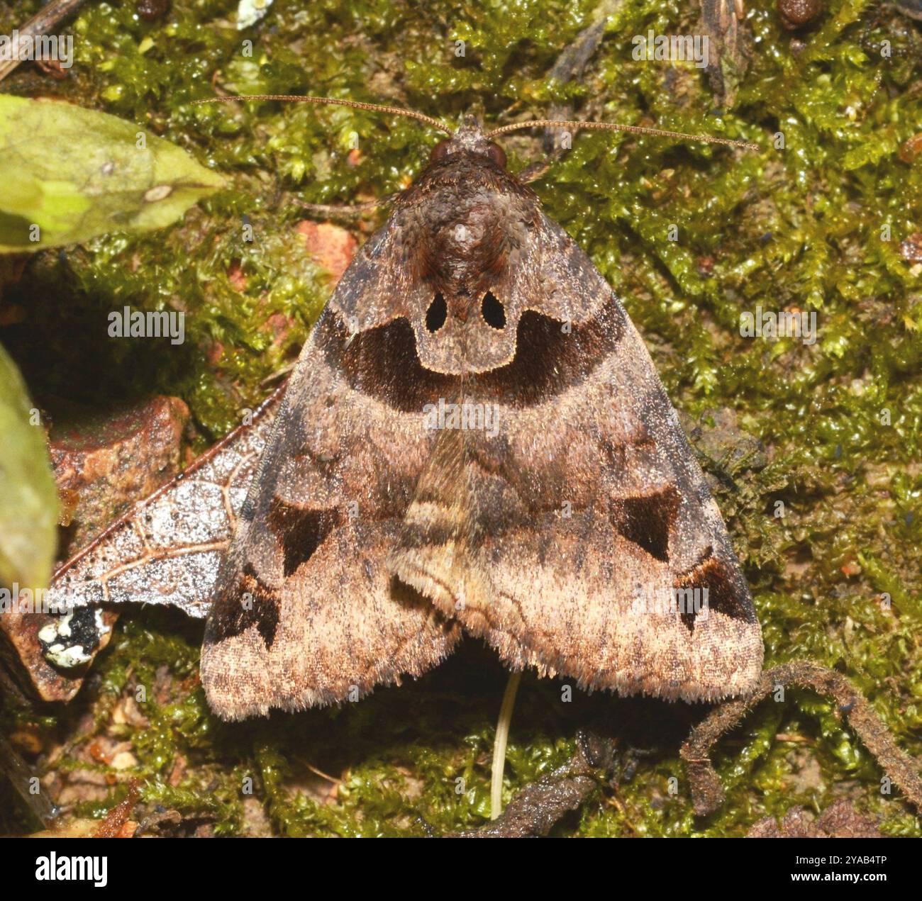Toothed Somberwing (Euclidia cuspidea) Insecta Stock Photo - Alamy
