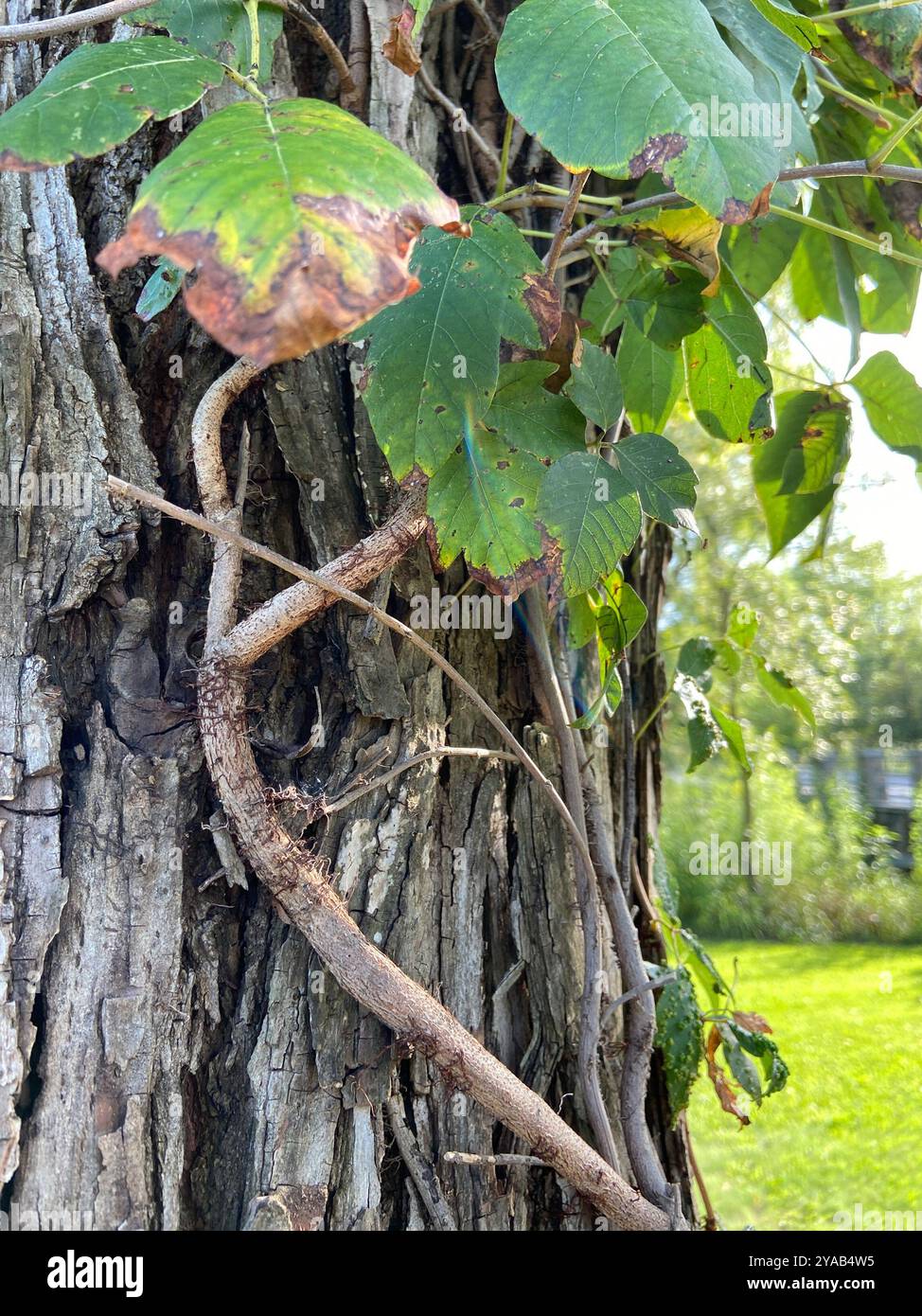 eastern poison ivy (Toxicodendron radicans) Plantae Stock Photo - Alamy