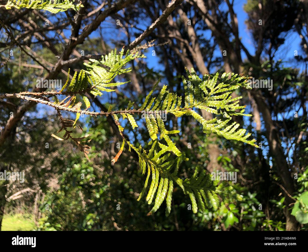 Kawaka (Libocedrus plumosa) Plantae Stock Photo - Alamy