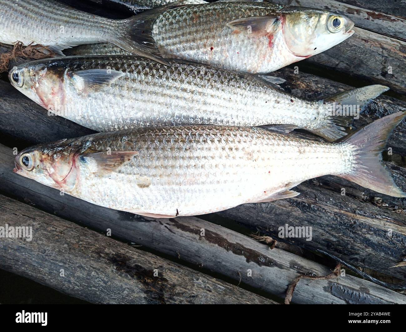 Sea Mullet (Mugil cephalus) Actinopterygii Stock Photo - Alamy