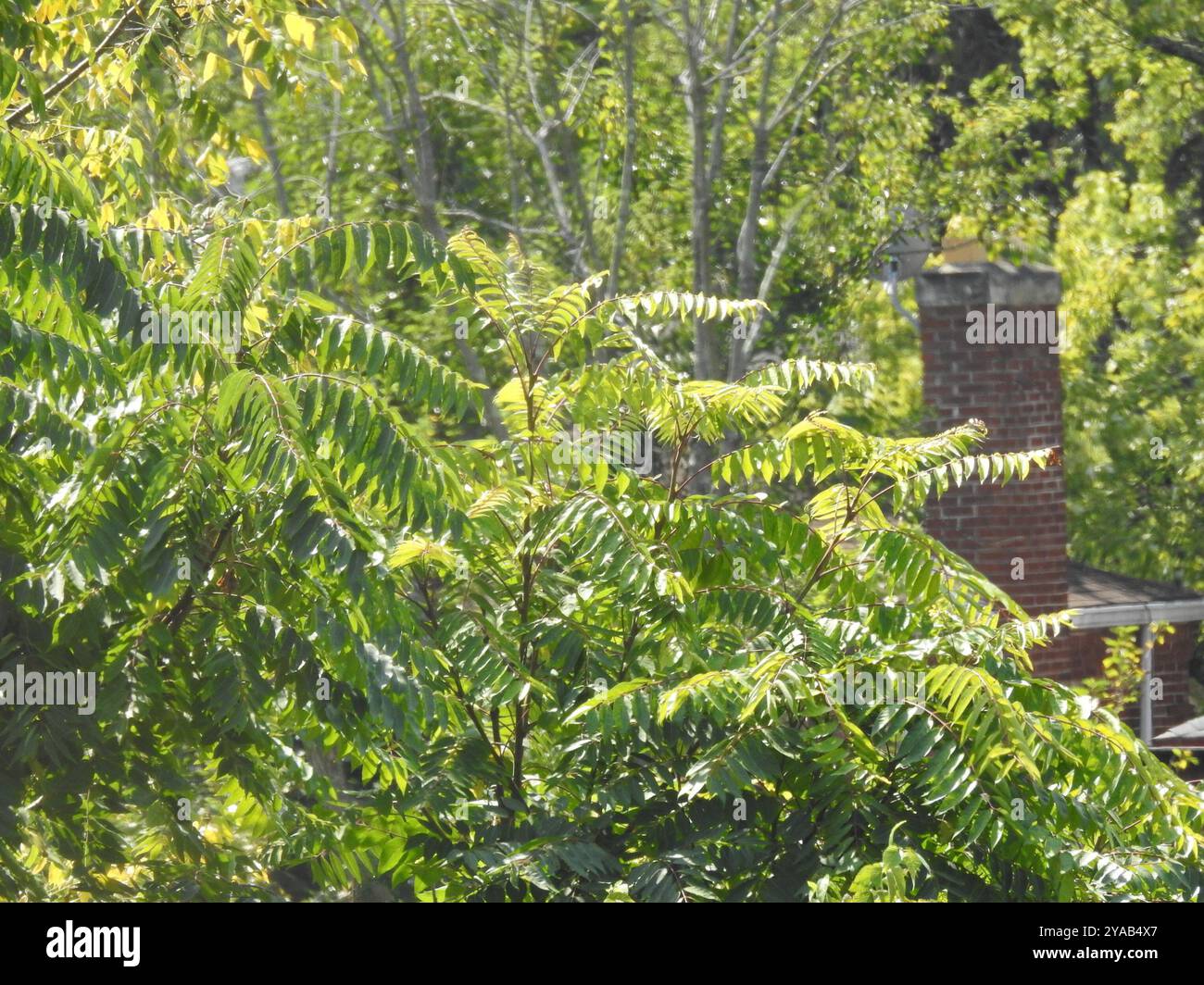 tree-of-heaven (Ailanthus altissima) Plantae Stock Photo - Alamy