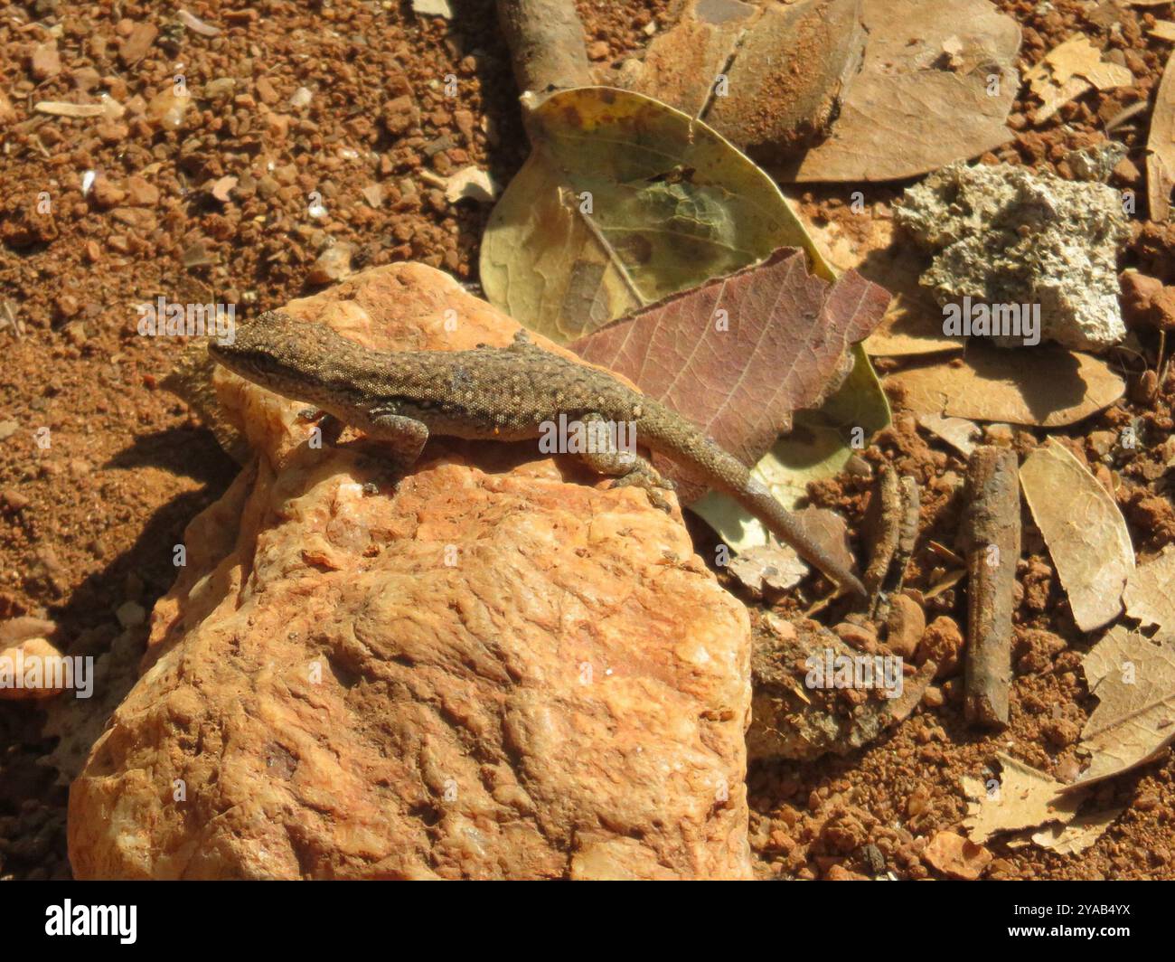 Common Dwarf Gecko (Lygodactylus capensis) Reptilia Stock Photo - Alamy