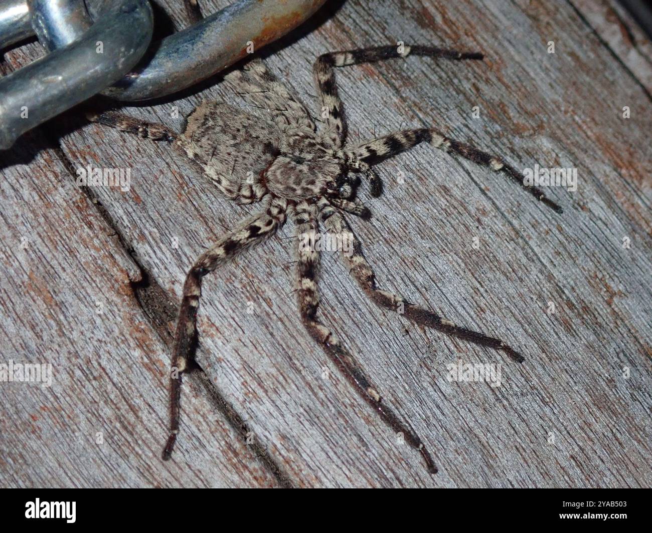 Crescent-eyed Spiders (Selenops) Arachnida Stock Photo - Alamy