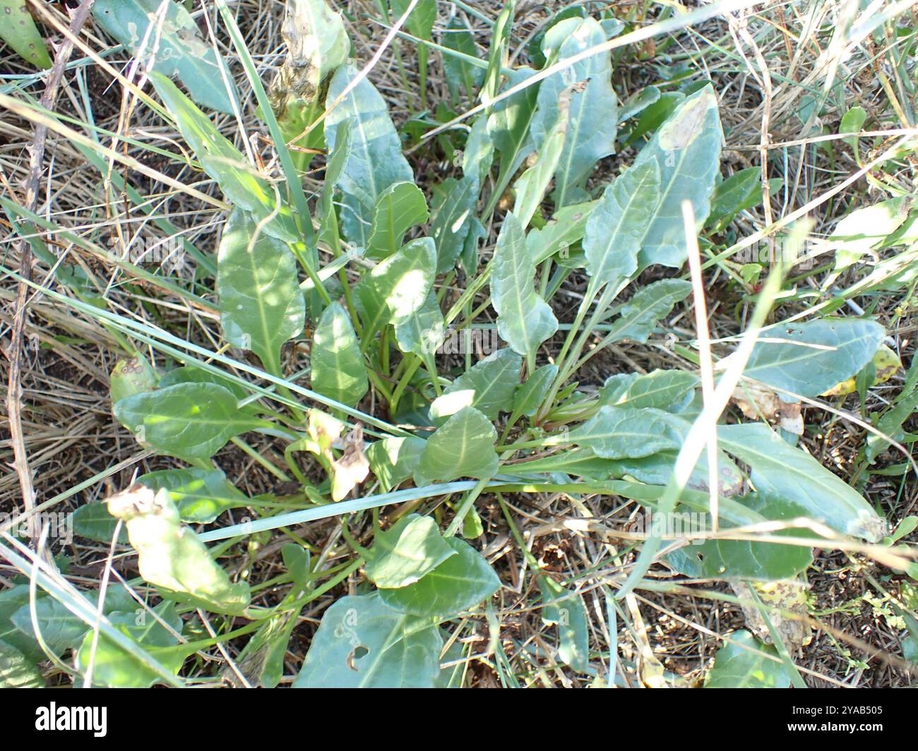 sea beet (Beta vulgaris maritima) Plantae Stock Photo - Alamy