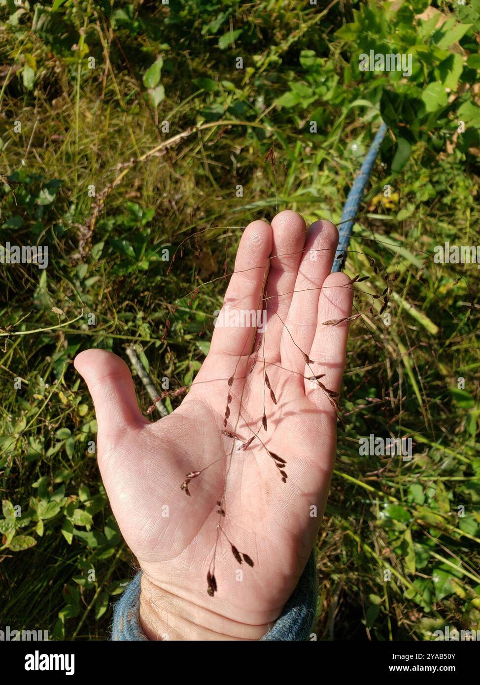 purpletop tridens (Tridens flavus) Plantae Stock Photo - Alamy