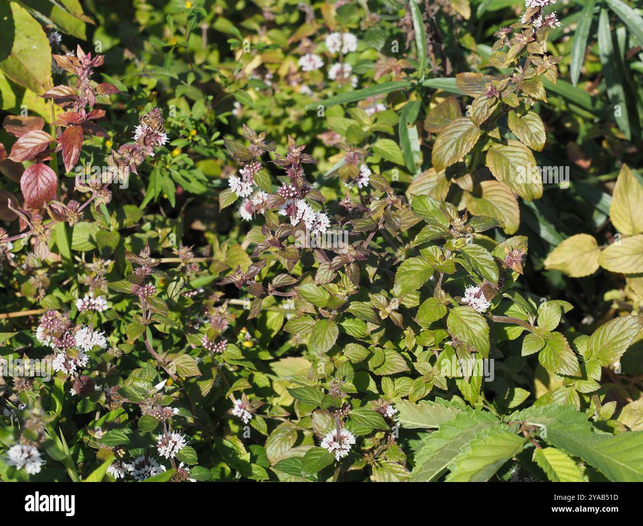corn mint (Mentha arvensis) Plantae Stock Photo - Alamy