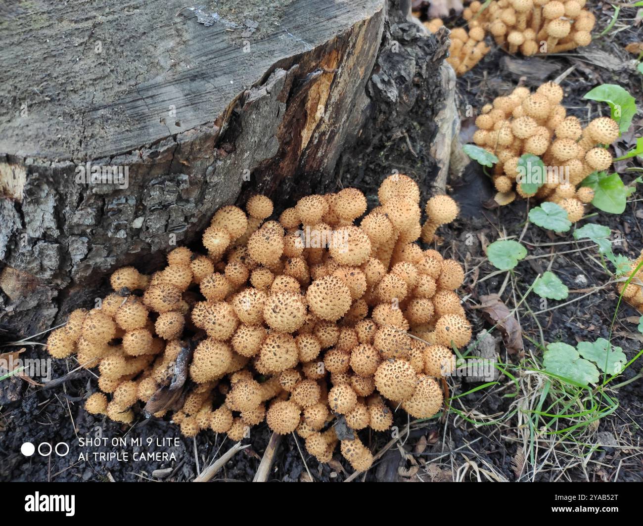 shaggy scalycap (Pholiota squarrosa) Fungi Stock Photo - Alamy