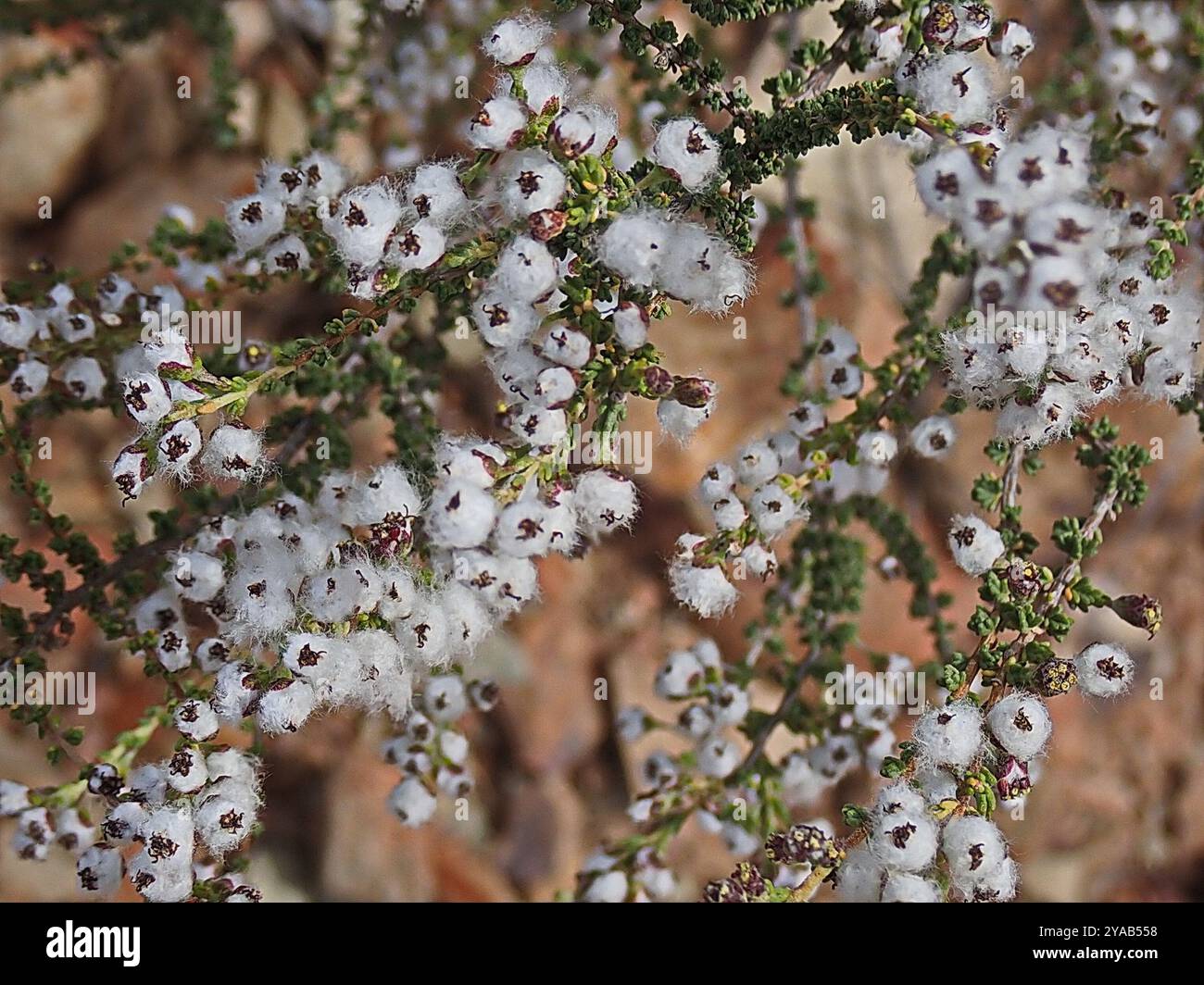 Heath Kapok (Eriocephalus ericoides) Plantae Stock Photo - Alamy