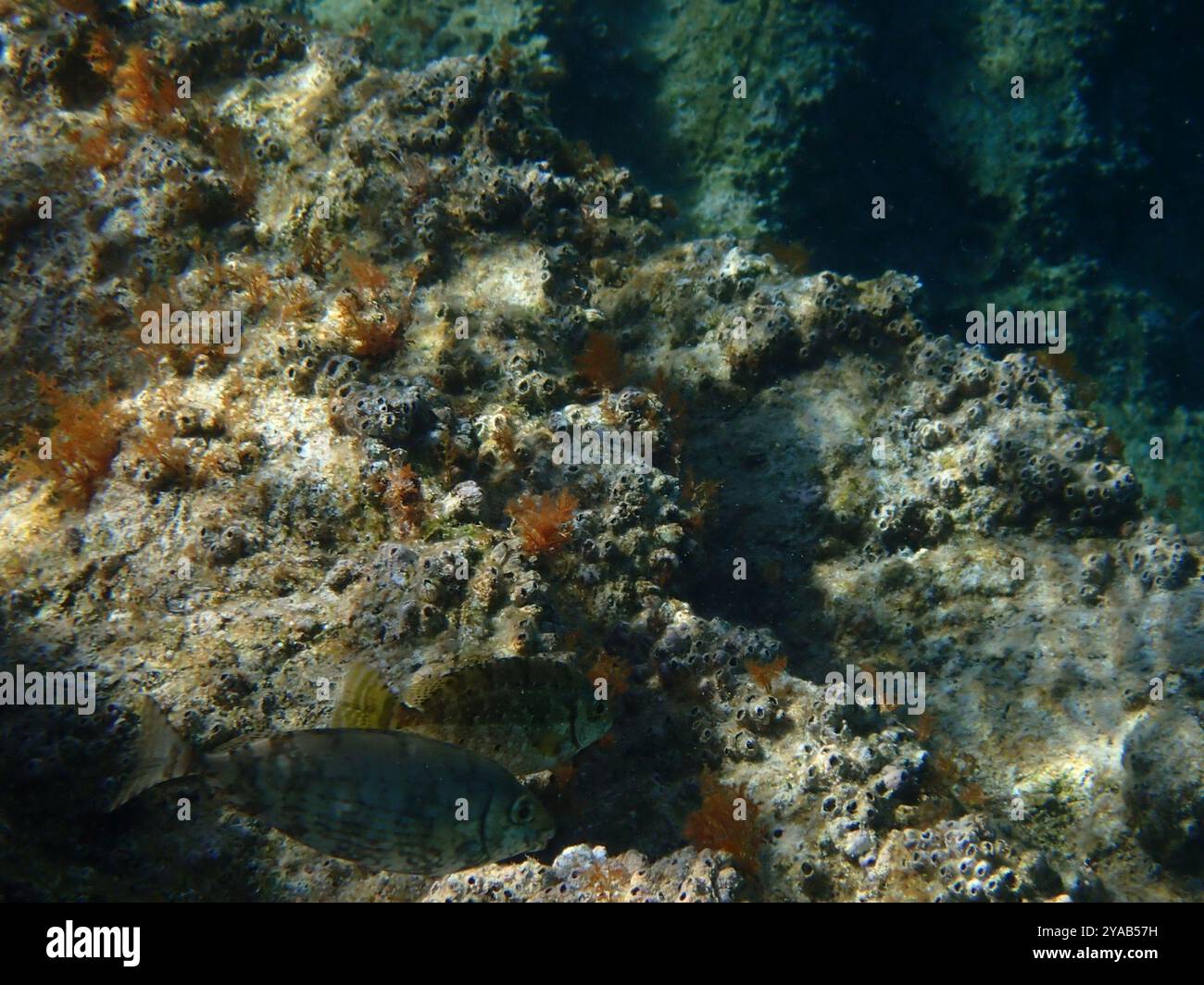 Rivulated Rabbitfish (Siganus rivulatus) Actinopterygii Stock Photo - Alamy