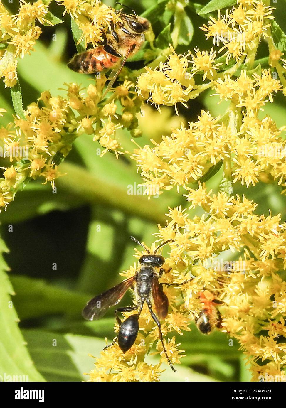 Mexican Grass-carrying Wasp (Isodontia mexicana) Insecta Stock Photo ...