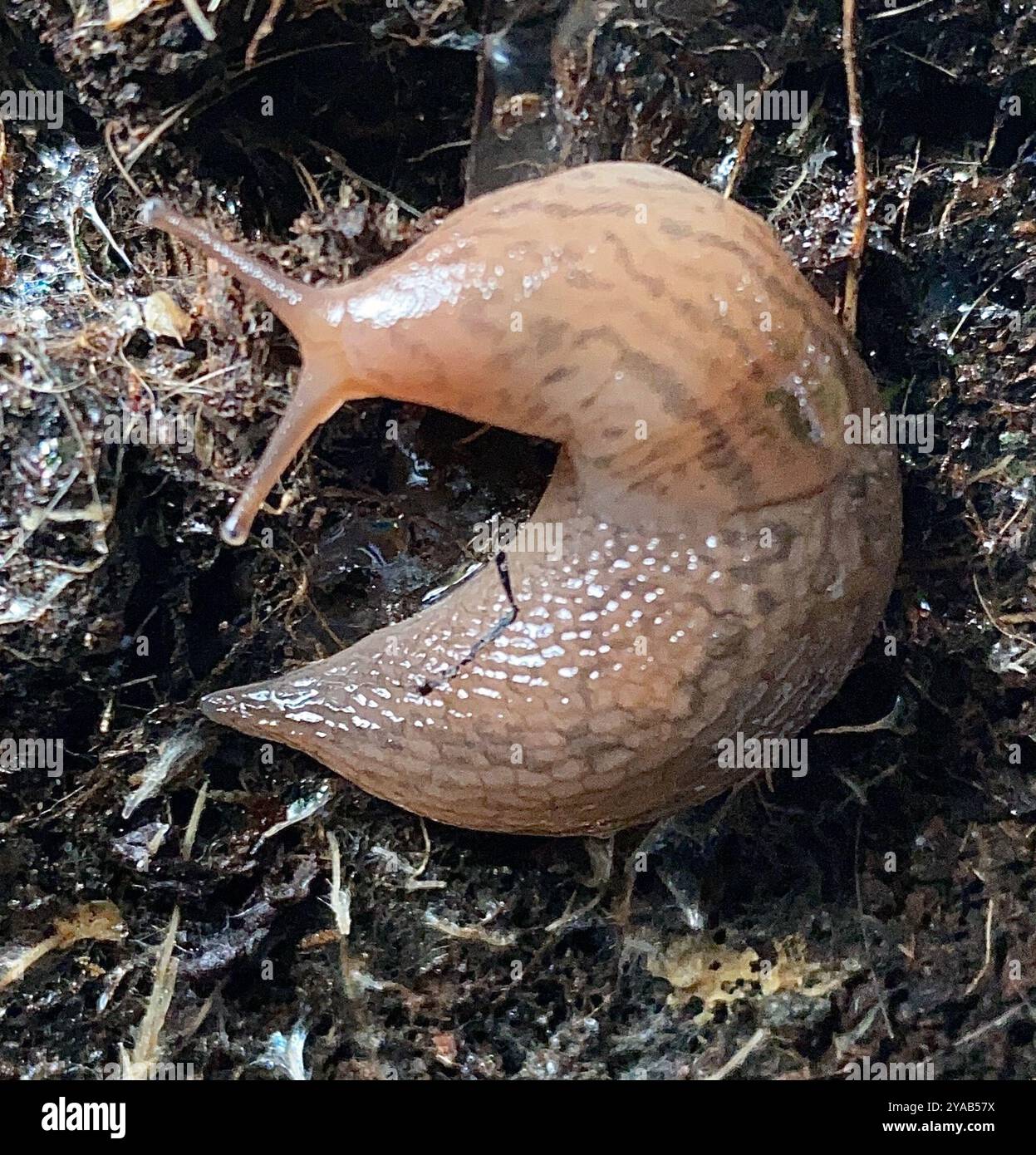 Threeband Slugs (Ambigolimax) Mollusca Stock Photo - Alamy