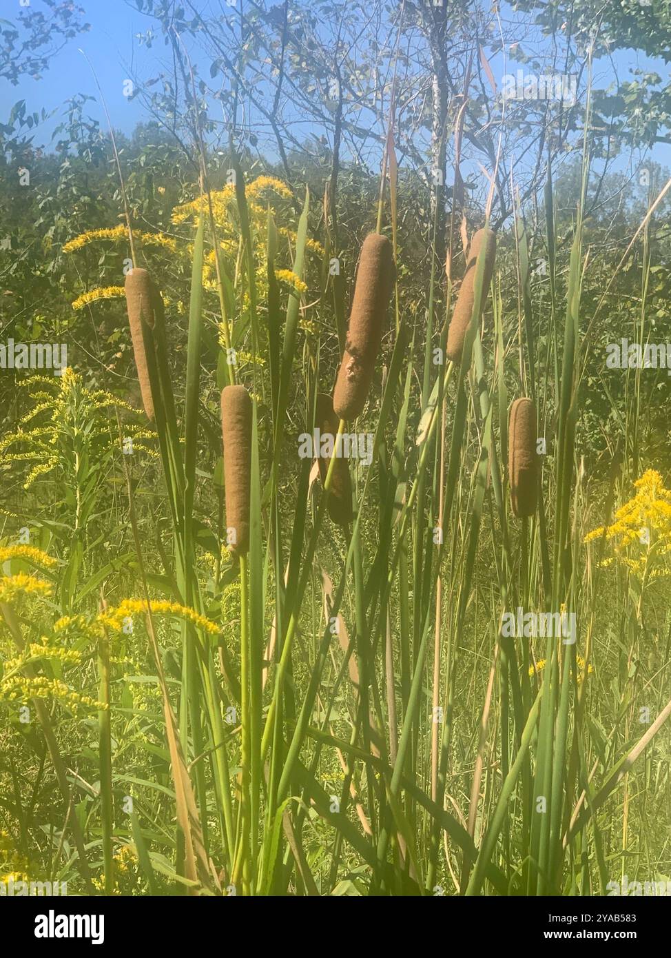 narrow-leaved cattail (Typha angustifolia) Plantae Stock Photo - Alamy