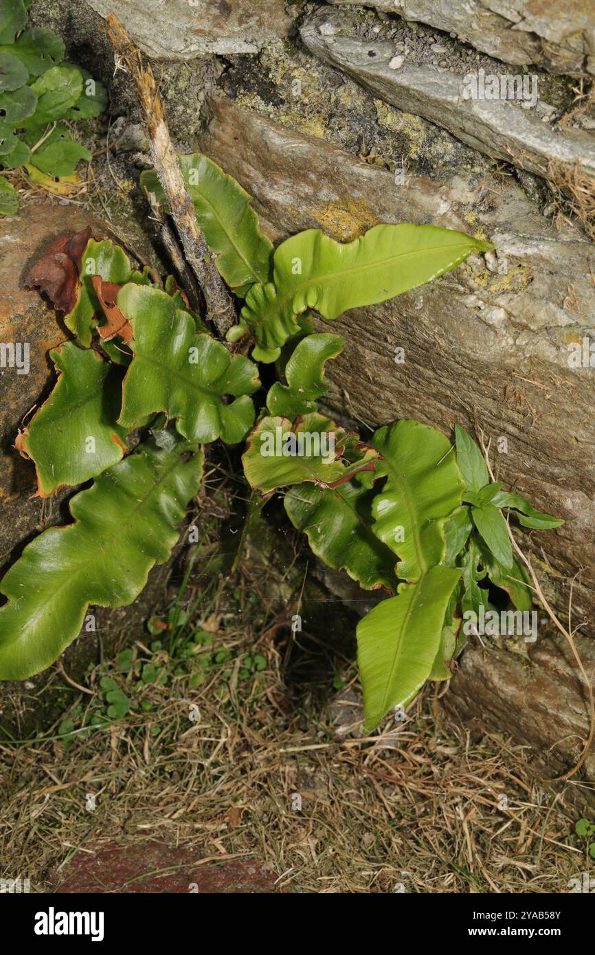 Hart's-tongue fern (Asplenium scolopendrium) Plantae Stock Photo - Alamy