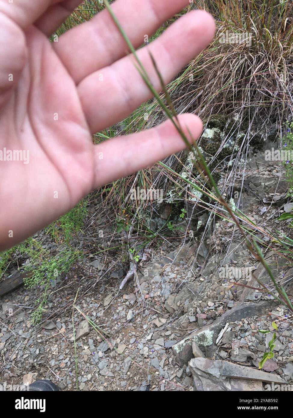 bluestems, lemon grasses, silvergrasses, and allies (Andropogoneae ...