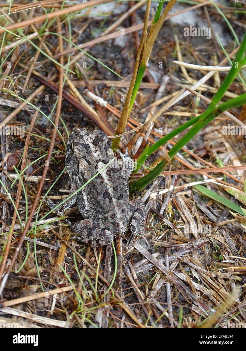 Southern Toad (Anaxyrus terrestris) Amphibia Stock Photo - Alamy