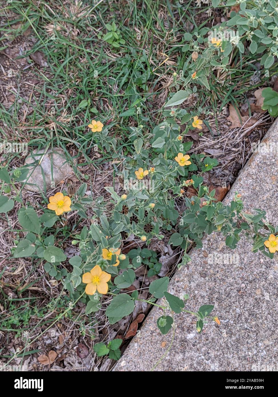 sweet Indian Mallow (Abutilon fruticosum) Plantae Stock Photo - Alamy