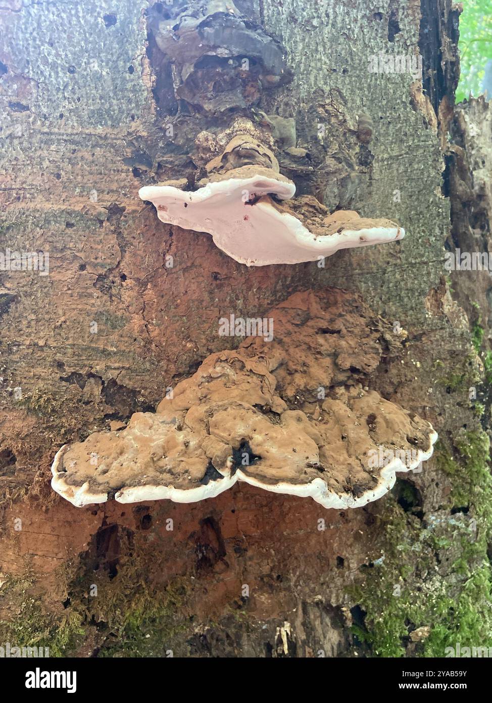 artist's bracket (Ganoderma applanatum) Fungi Stock Photo - Alamy