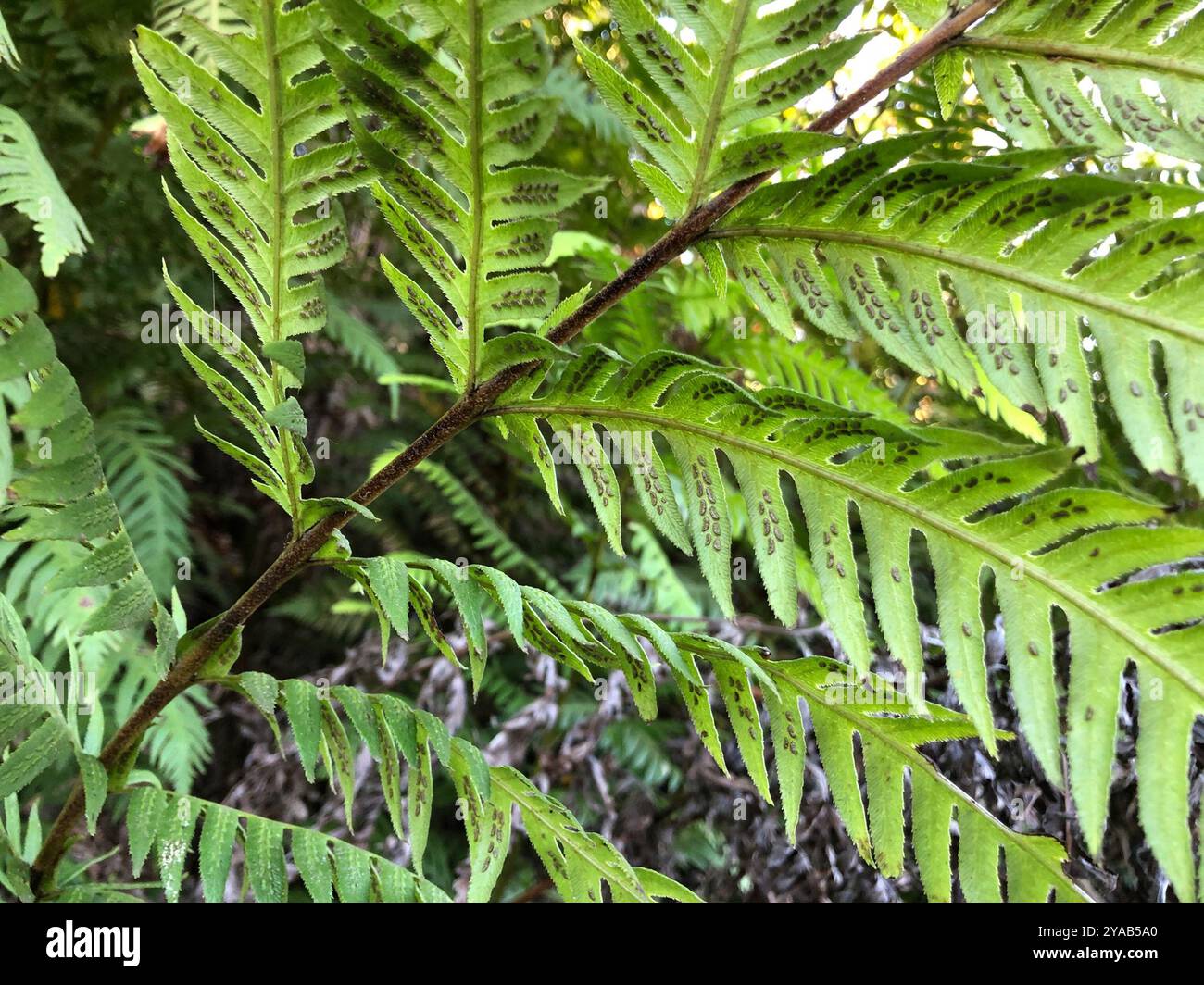 giant chain fern (Woodwardia fimbriata) Plantae Stock Photo - Alamy